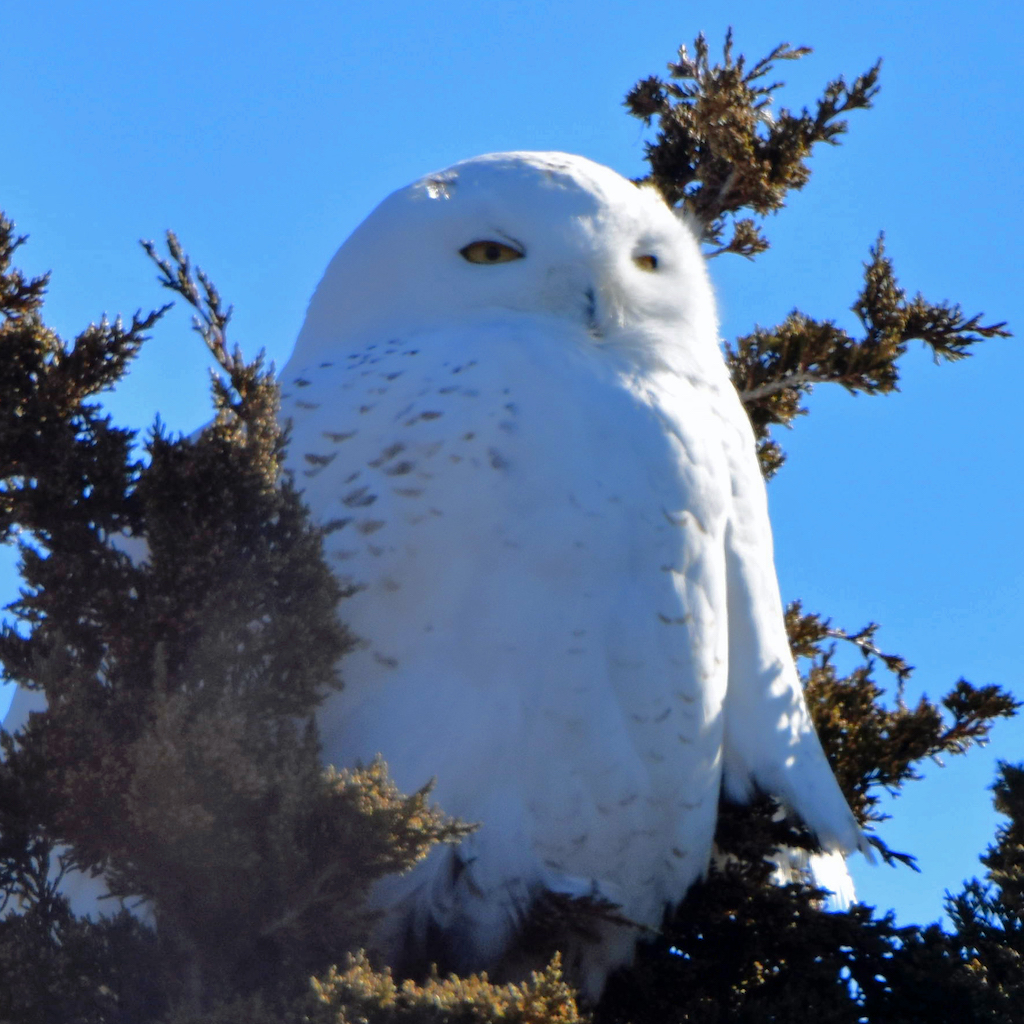 Big Year Birding App - a fast and easy way to record sightings in the field