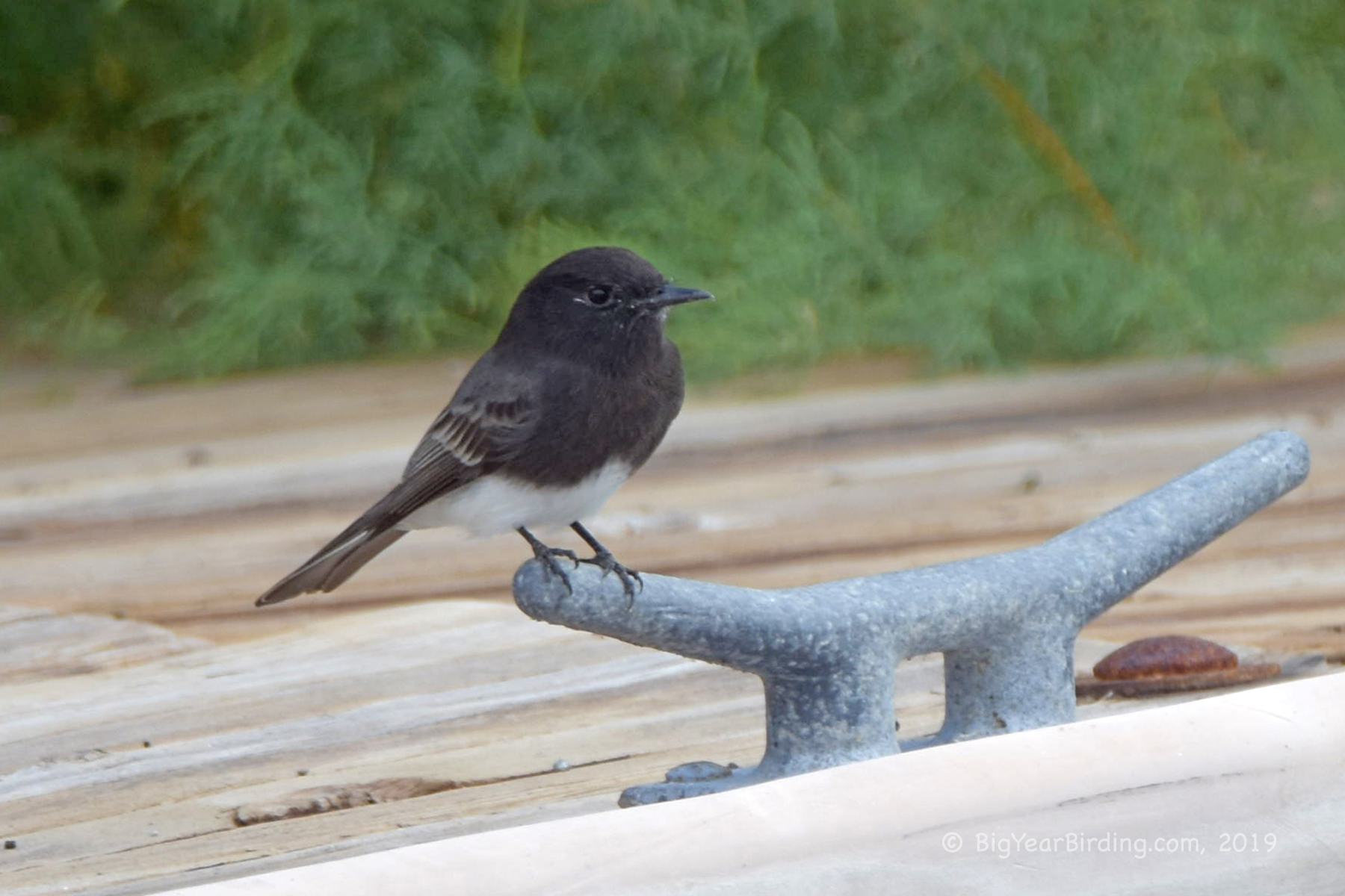 Black Phoebe - Big Year Birding