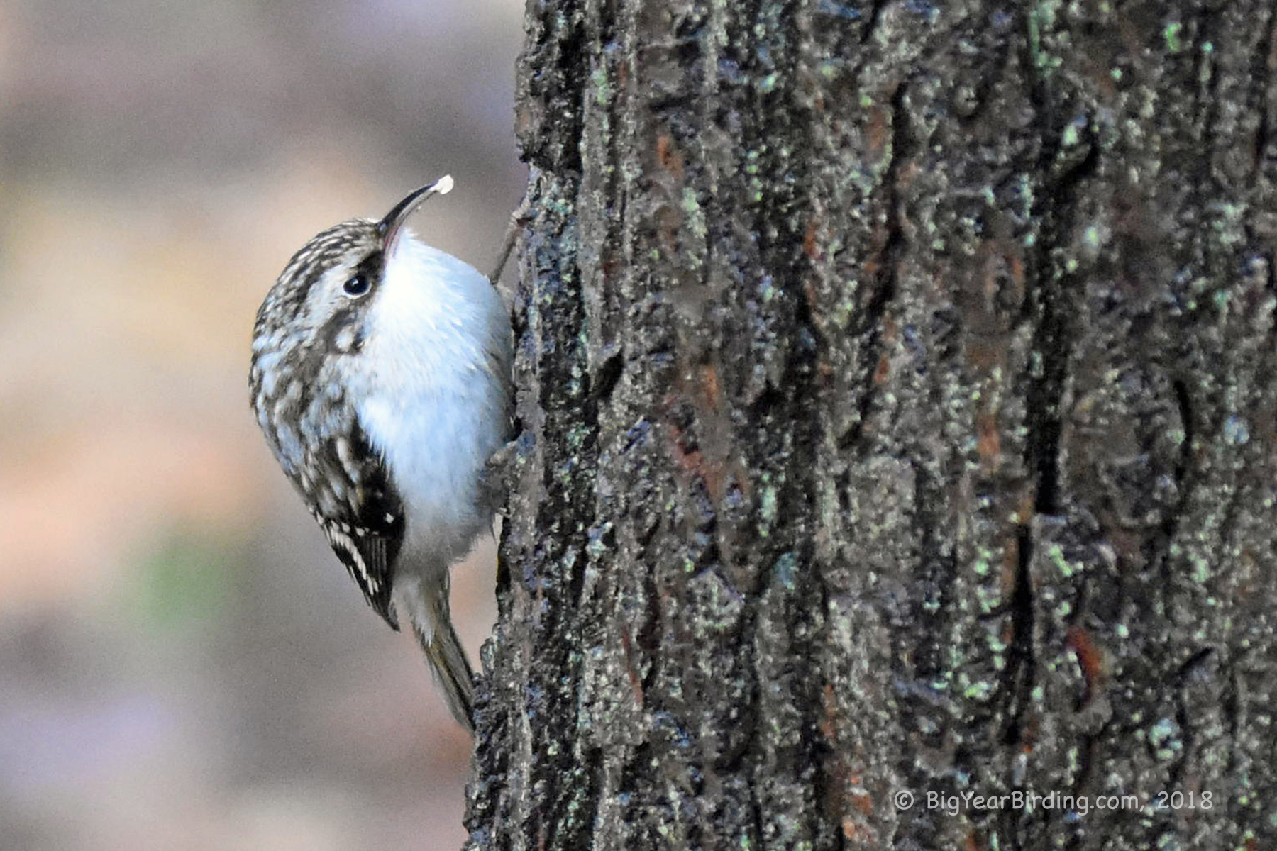 Nuthatches and Creepers (3) - Big Year Birding
