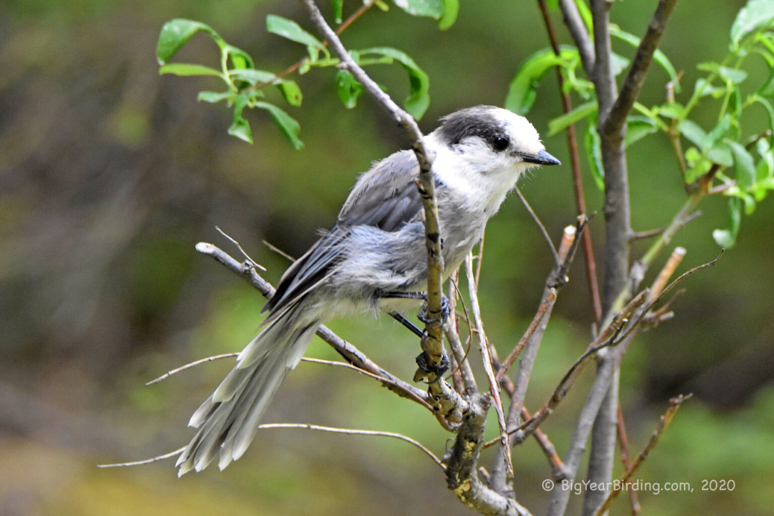 Canada Jay - Big Year Birding
