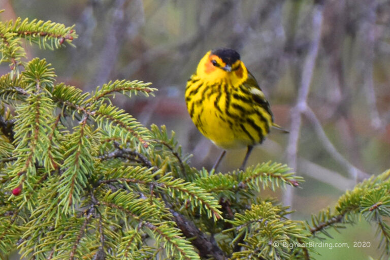 Cape May Warbler - Big Year Birding