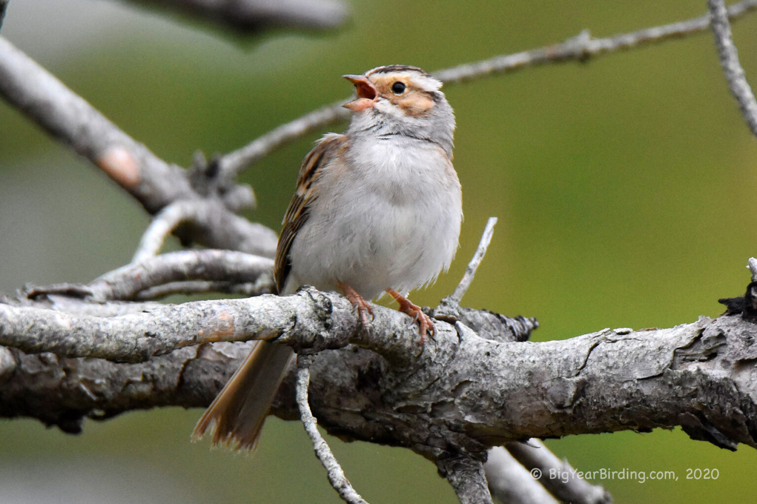 Clay-colored Sparrow - Big Year Birding