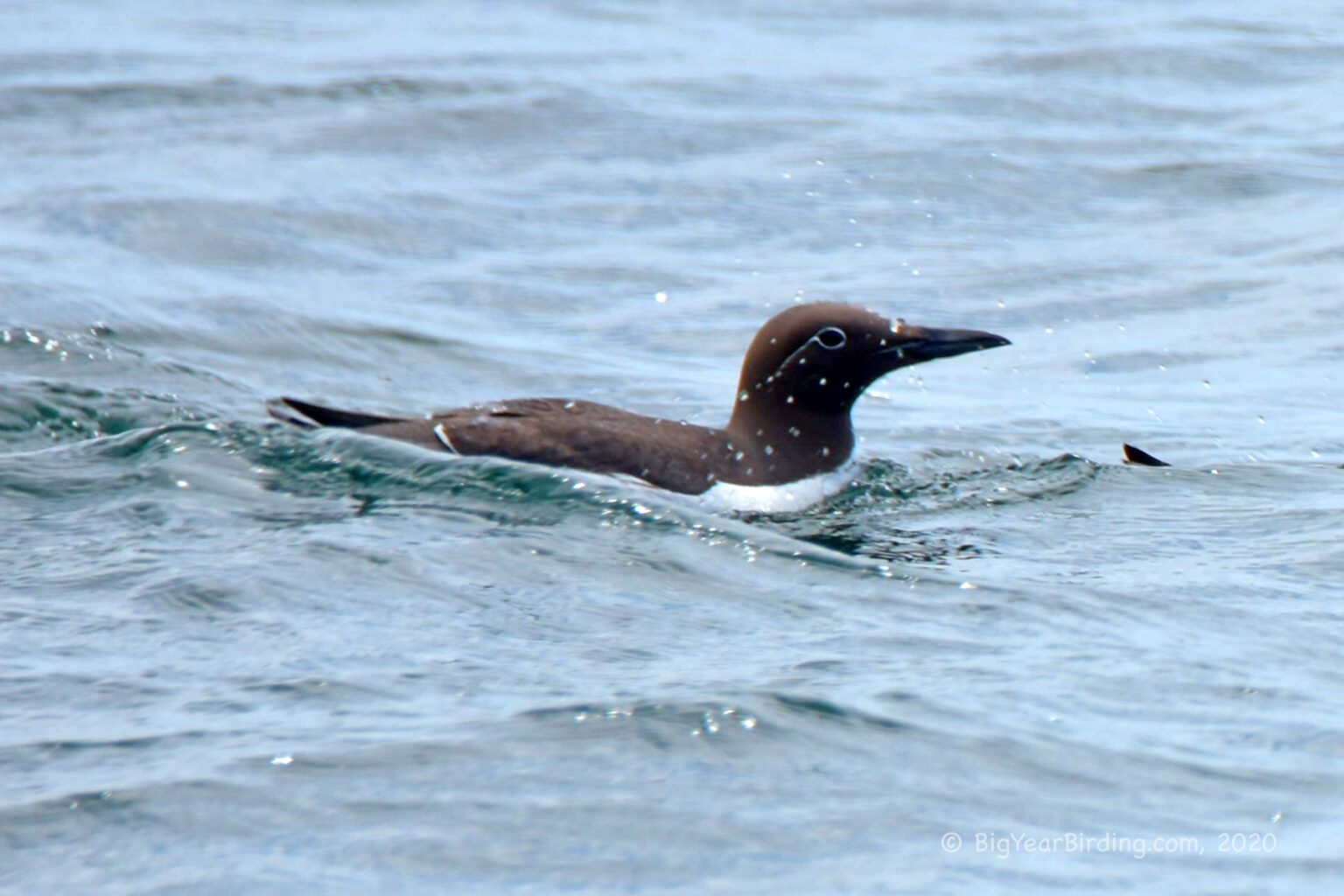 Common Murres but No Tropic Bird - Big Year Birding