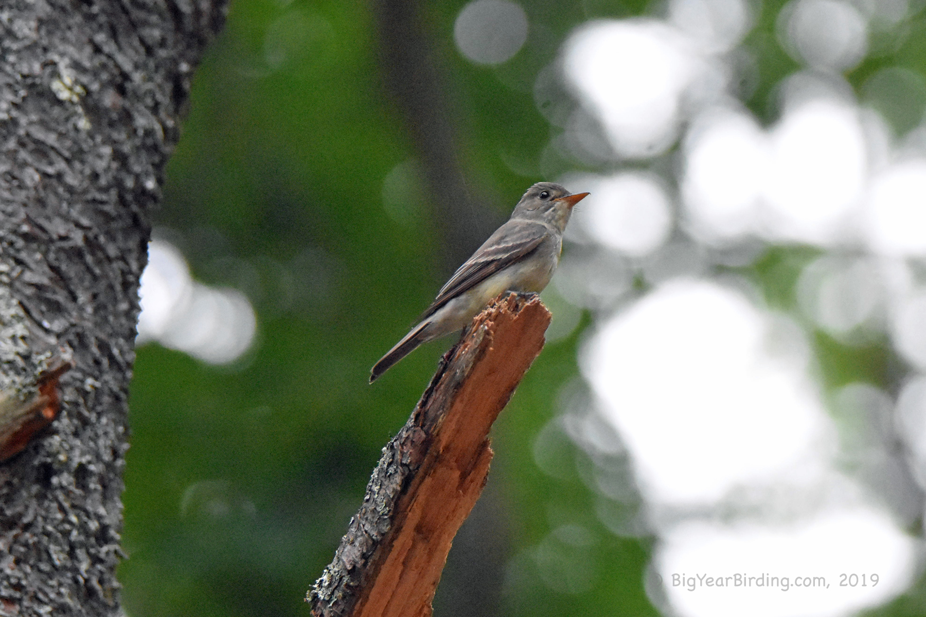 Eastern Wood-Pewee - Big Year Birding