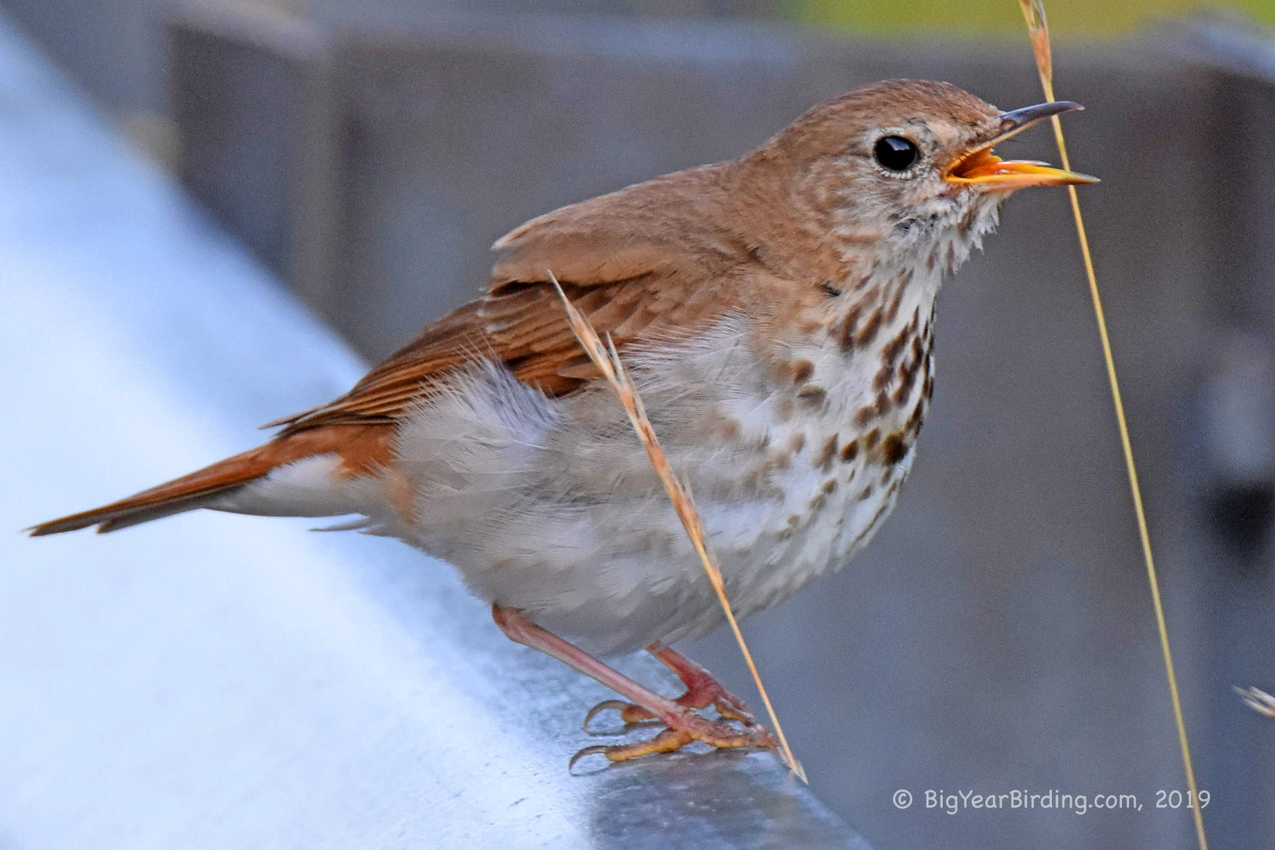 Hermit Thrush - Big Year Birding