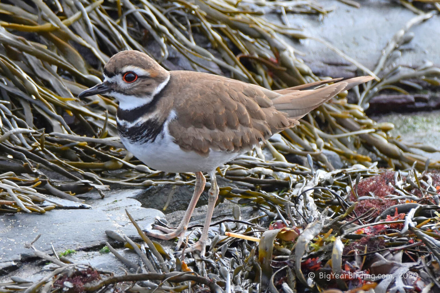 Killdeer in January - Big Year Birding