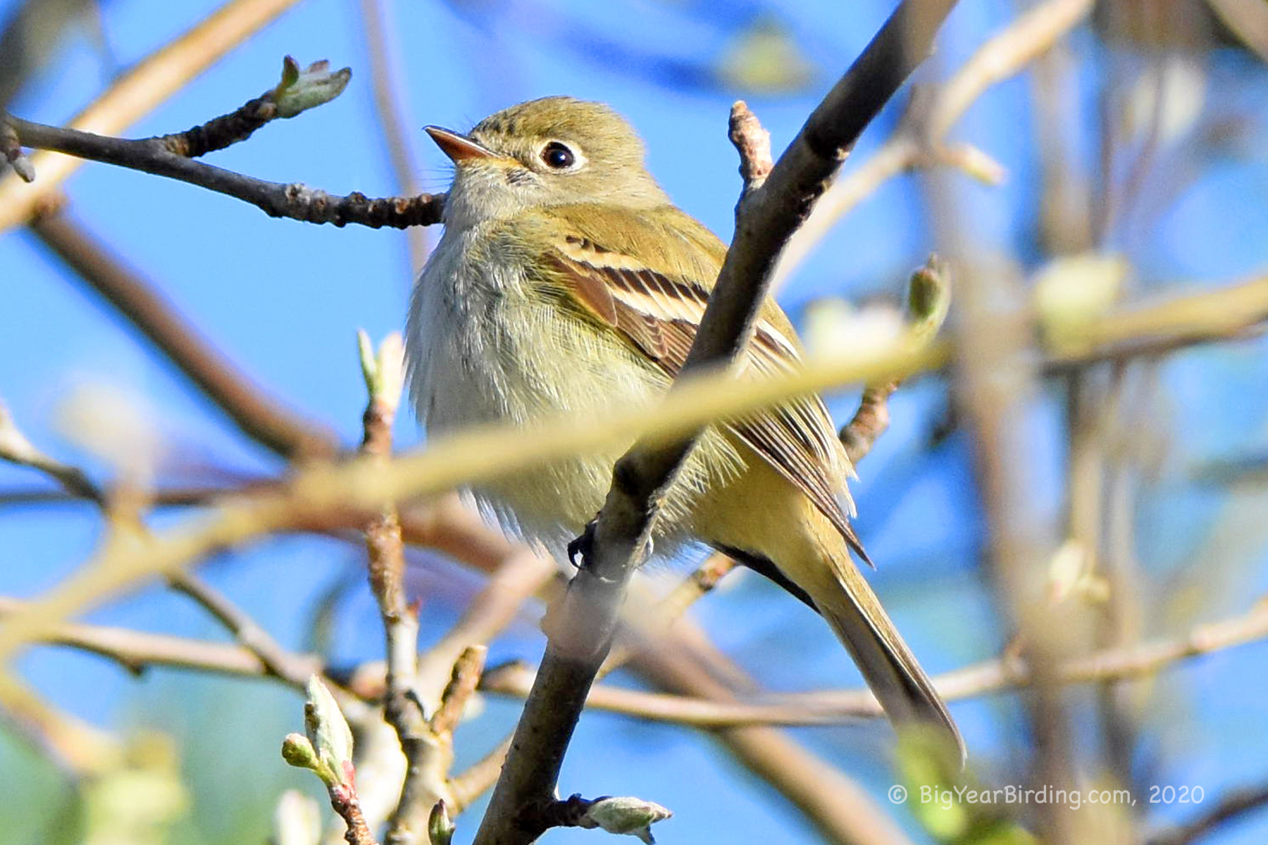 Least Flycatcher - Big Year Birding