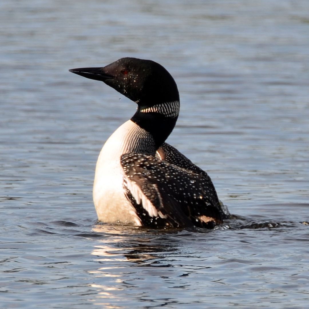 Common Loon - Big Year Birding