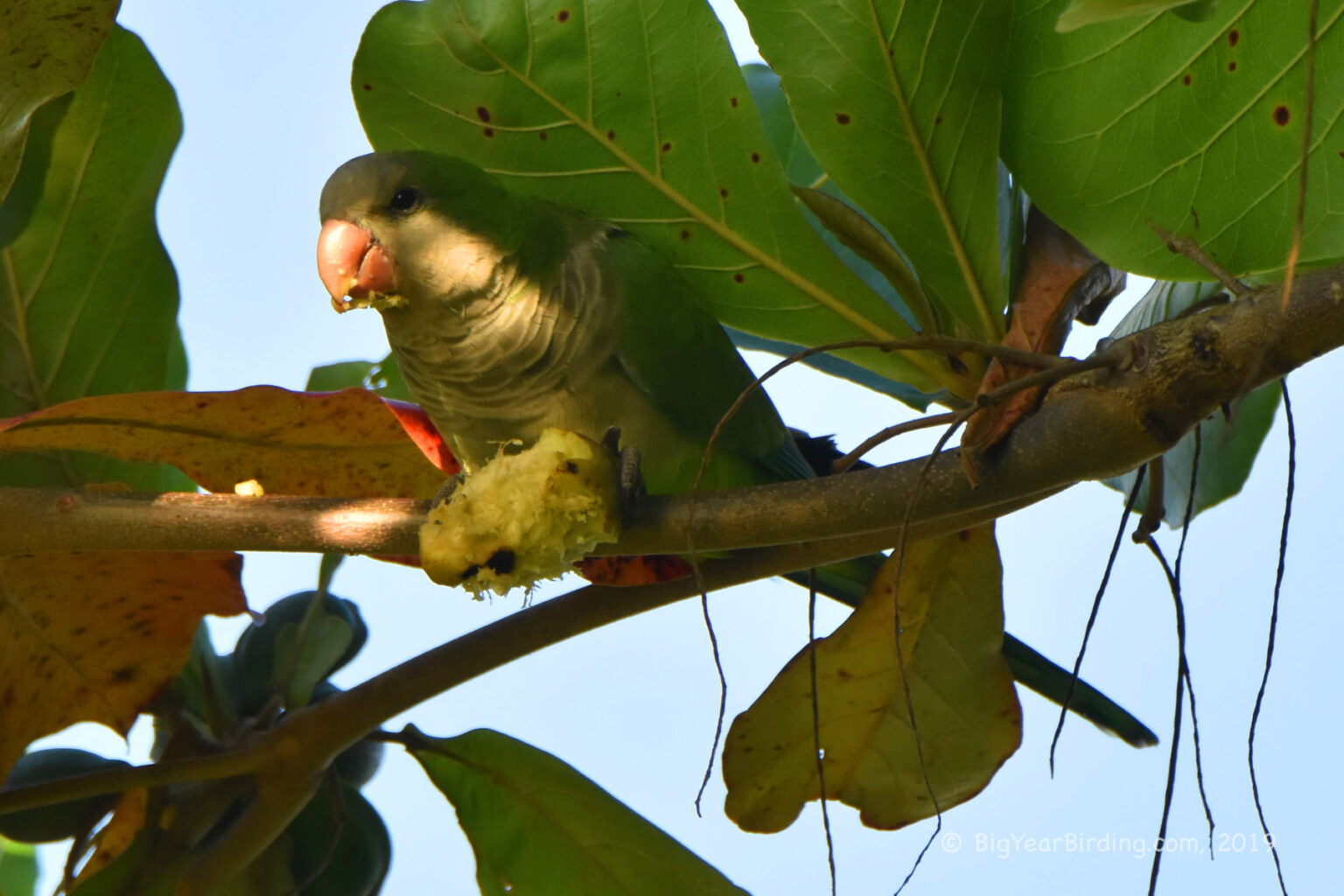 Monk Parakeet - Big Year Birding