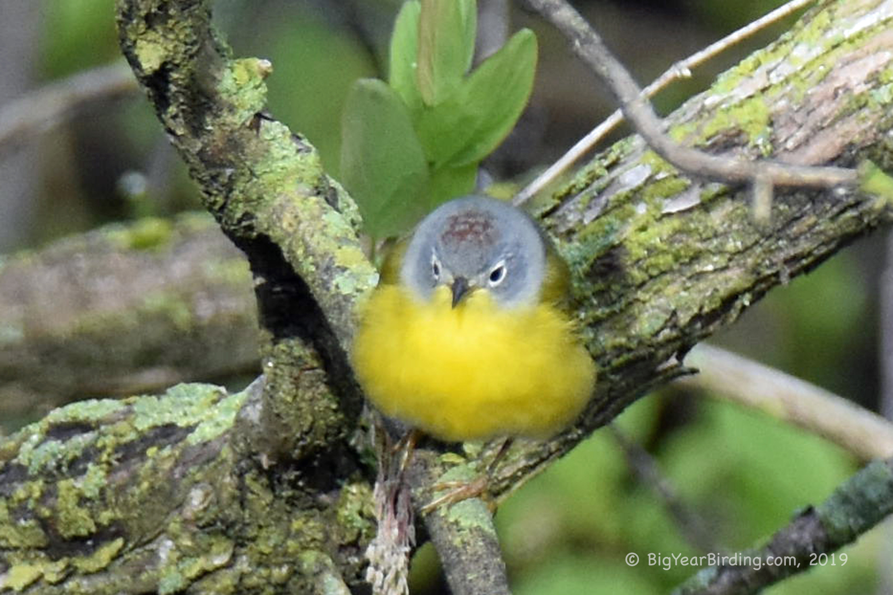 Nashville Warbler - Big Year Birding