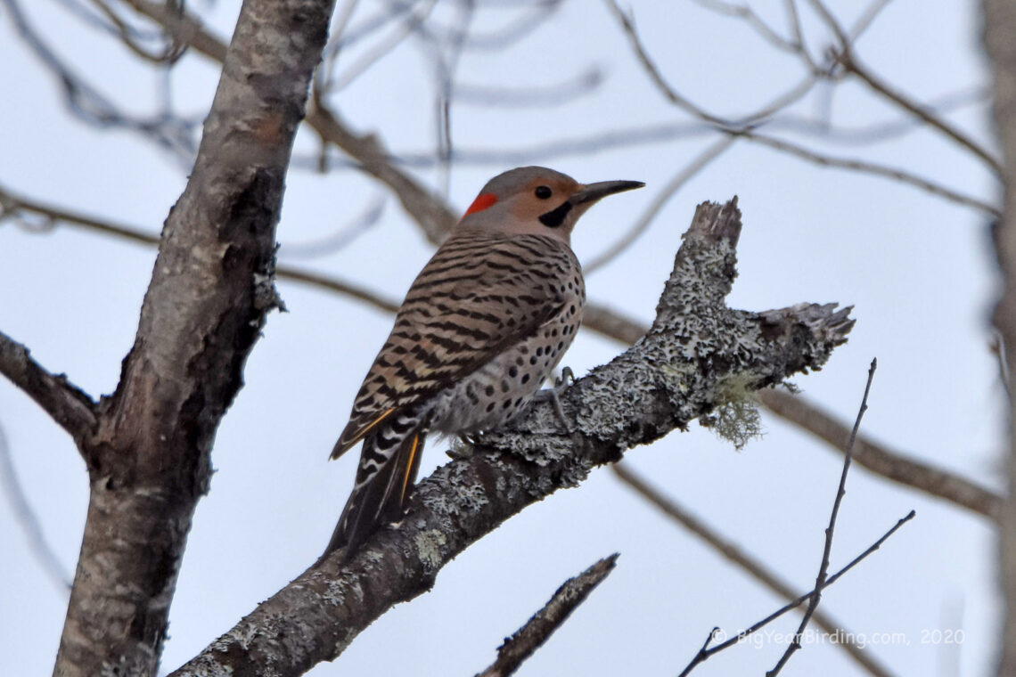 Yellow-bellied Sapsucker - Big Year Birding
