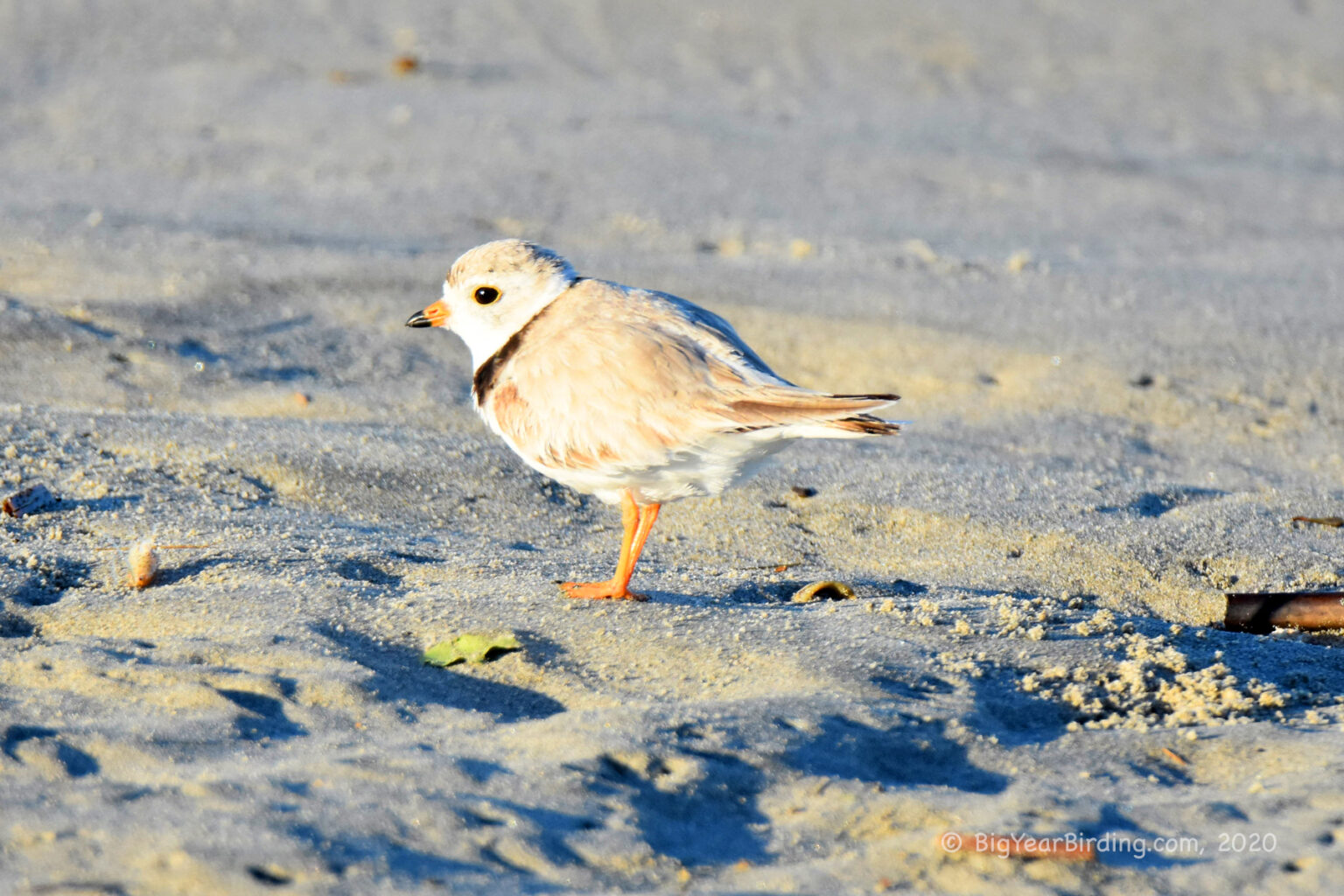Piping Plover - Big Year Birding