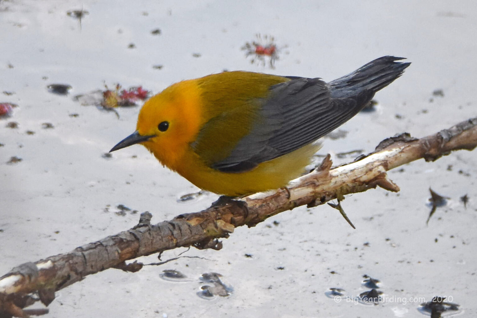 Prothonotary Warbler - Big Year Birding