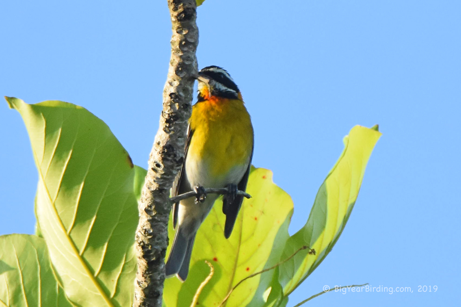 West Indies Species (3) - Big Year Birding