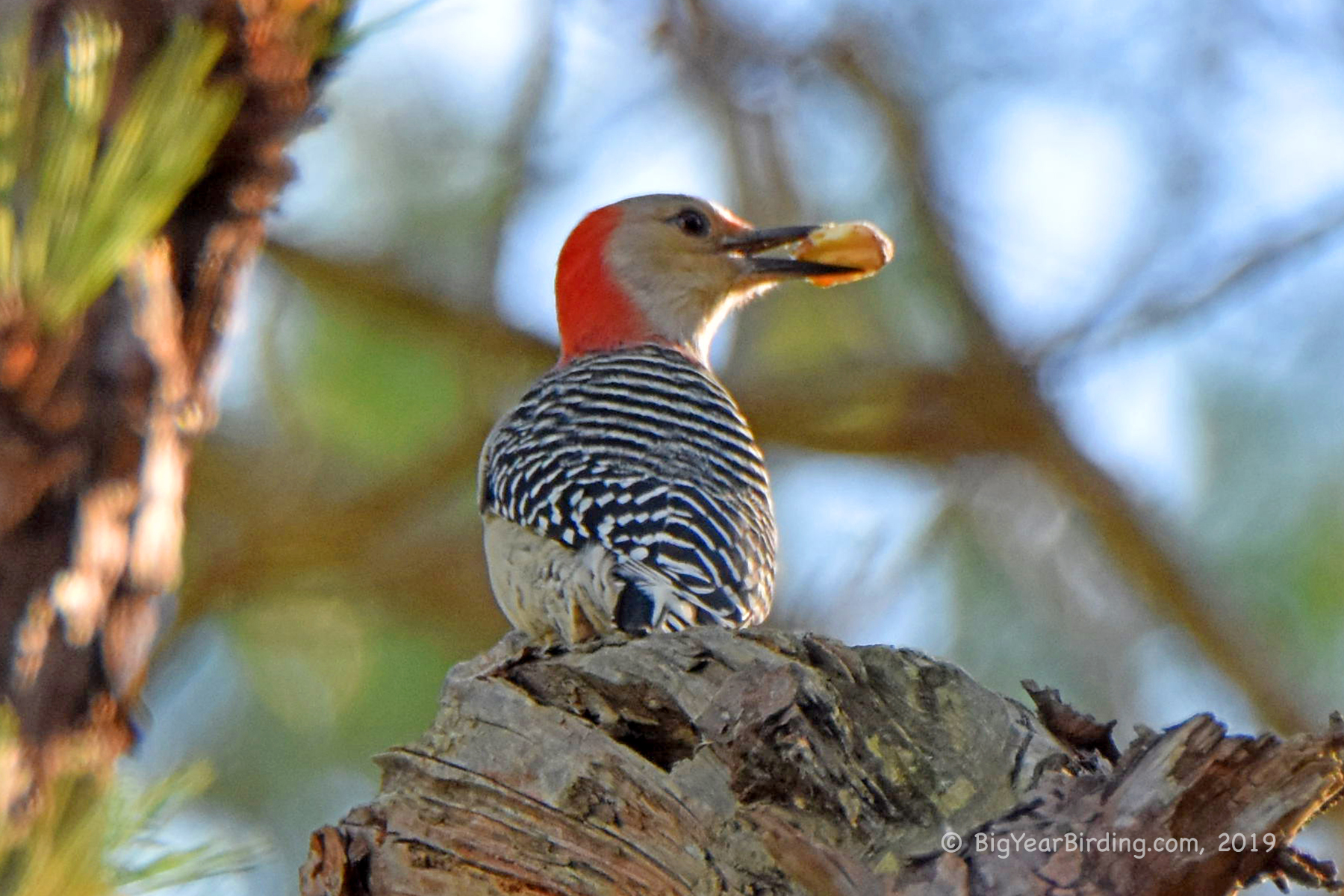 Red-bellied Woodpecker - Big Year Birding