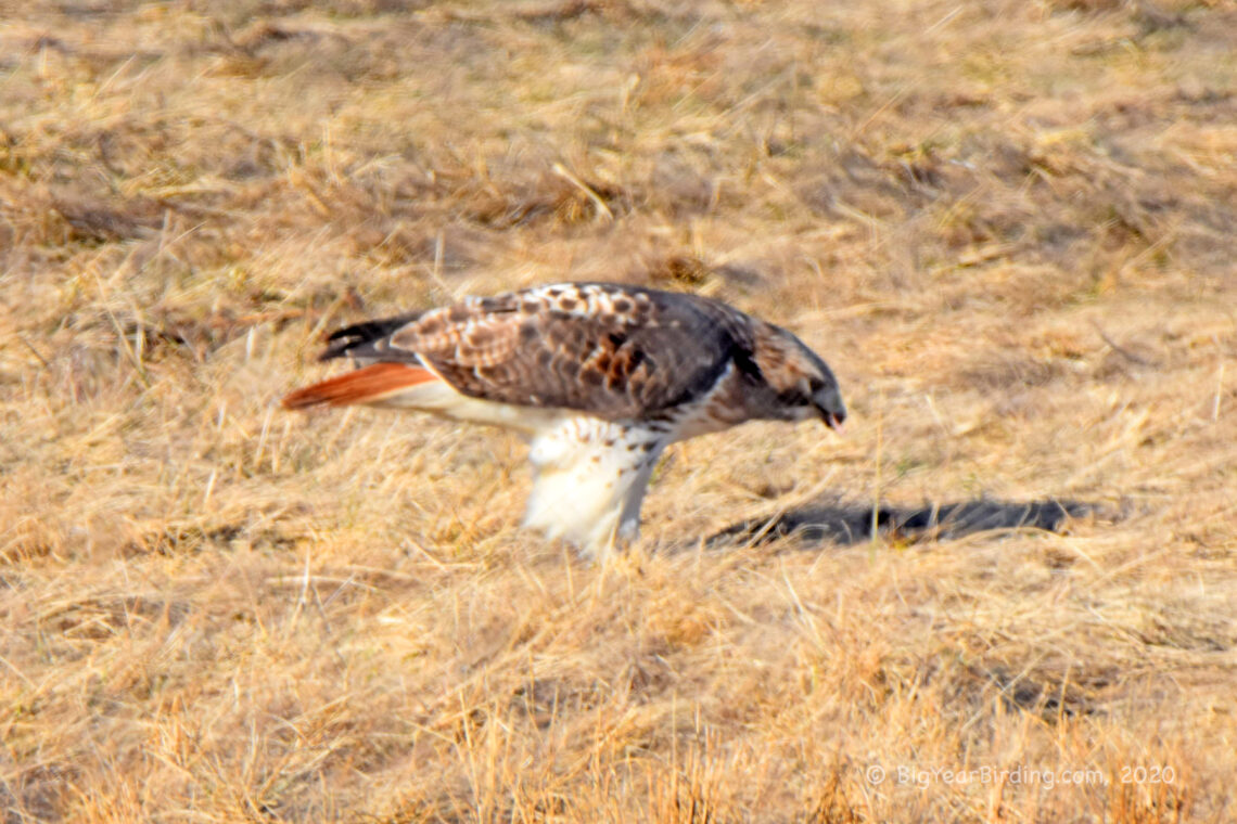 Red-tailed Hawk - Big Year Birding