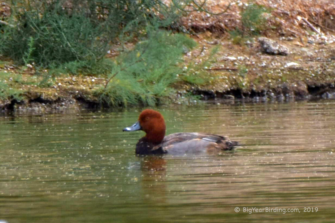 Redhead - Big Year Birding
