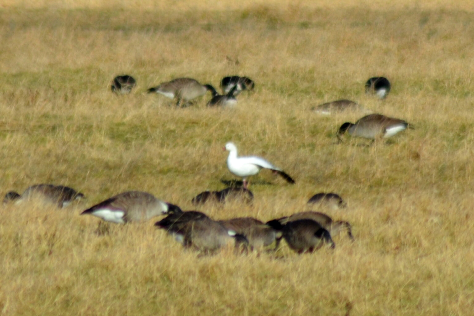 Ross’s Goose - Big Year Birding