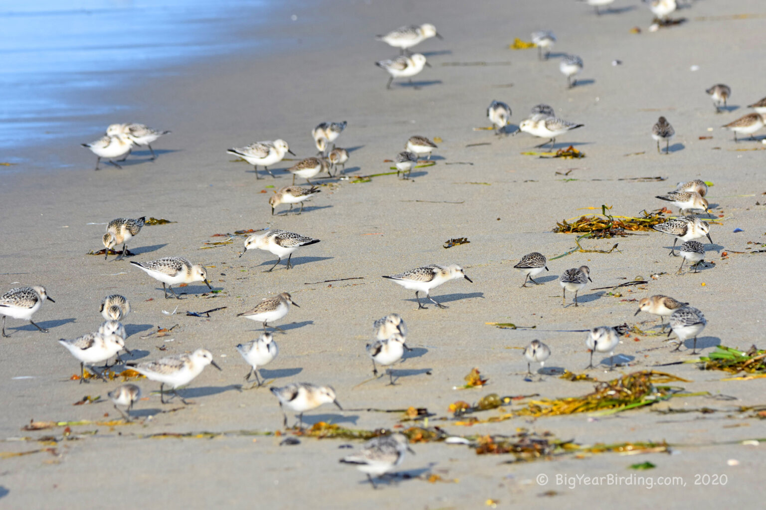 Peeps - Big Year Birding