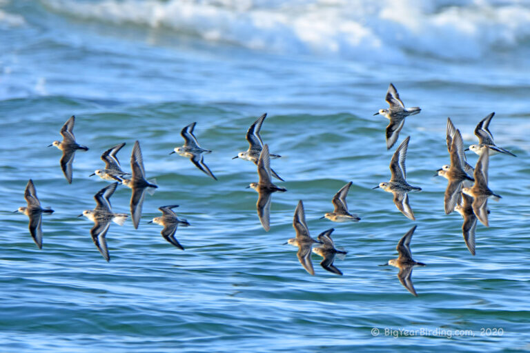 Peeps - Big Year Birding