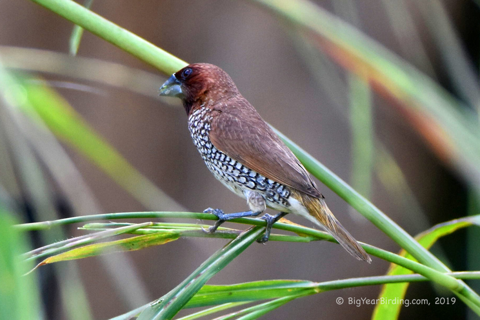 Scaly-breasted Munia - Big Year Birding
