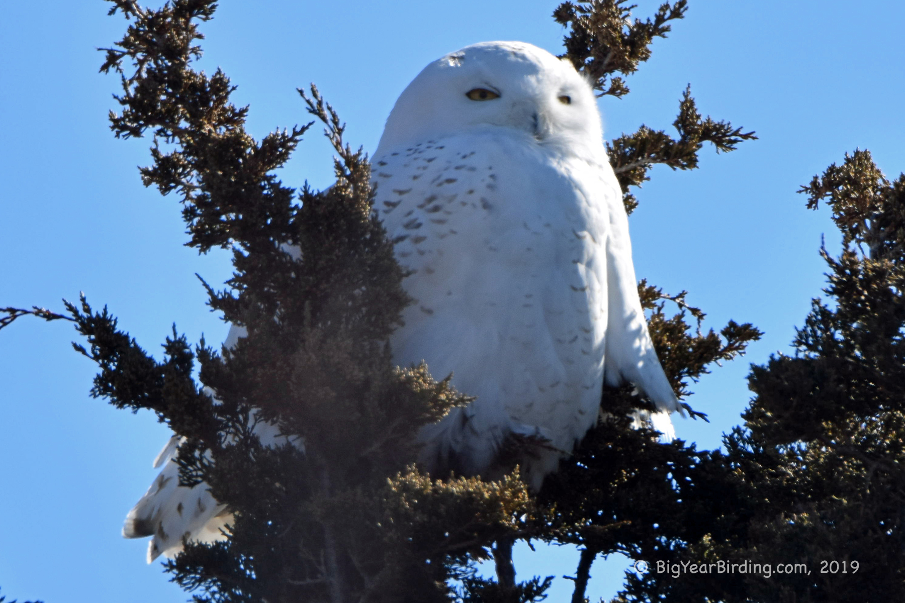 Snowy Owl - Big Year Birding