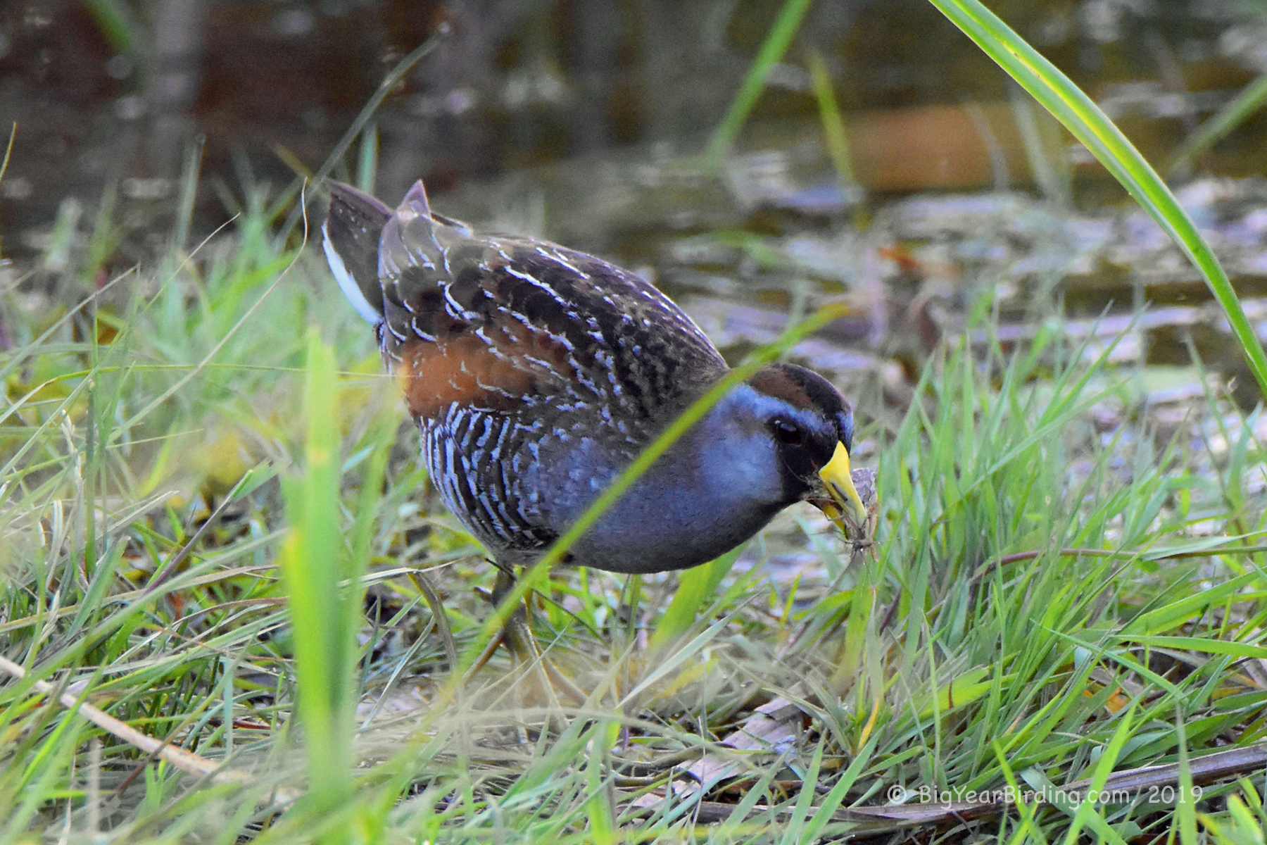 Sora - Big Year Birding