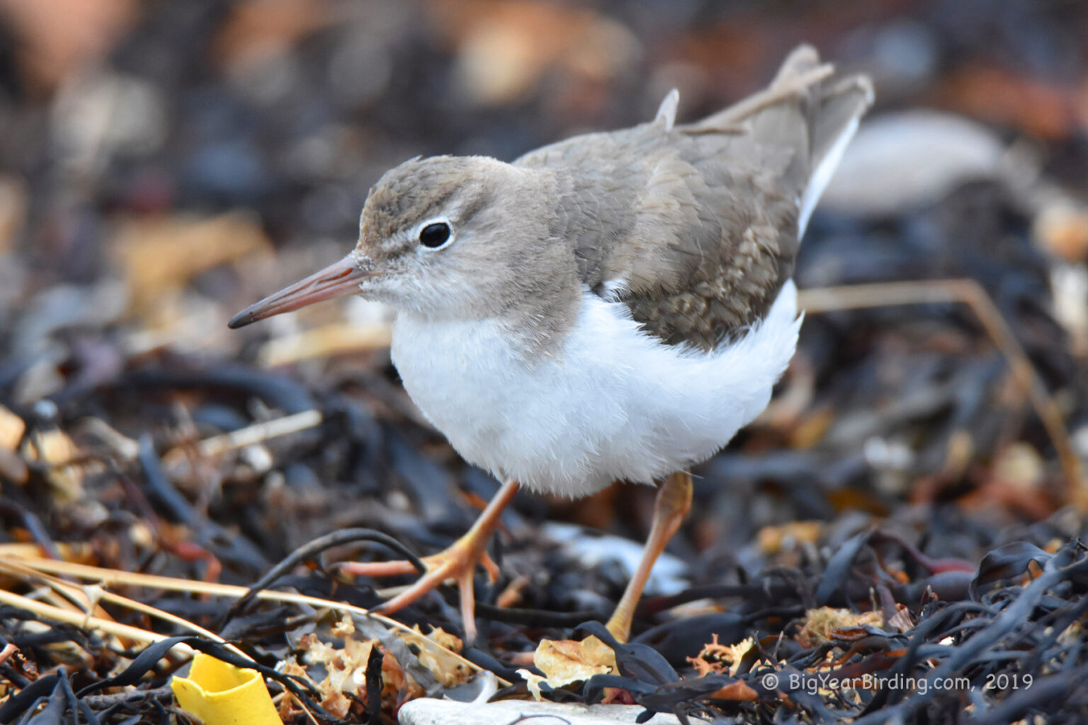 Spotted Sandpiper - Big Year Birding