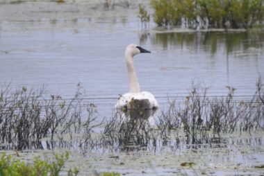 Trumpeter Swan - Big Year Birding