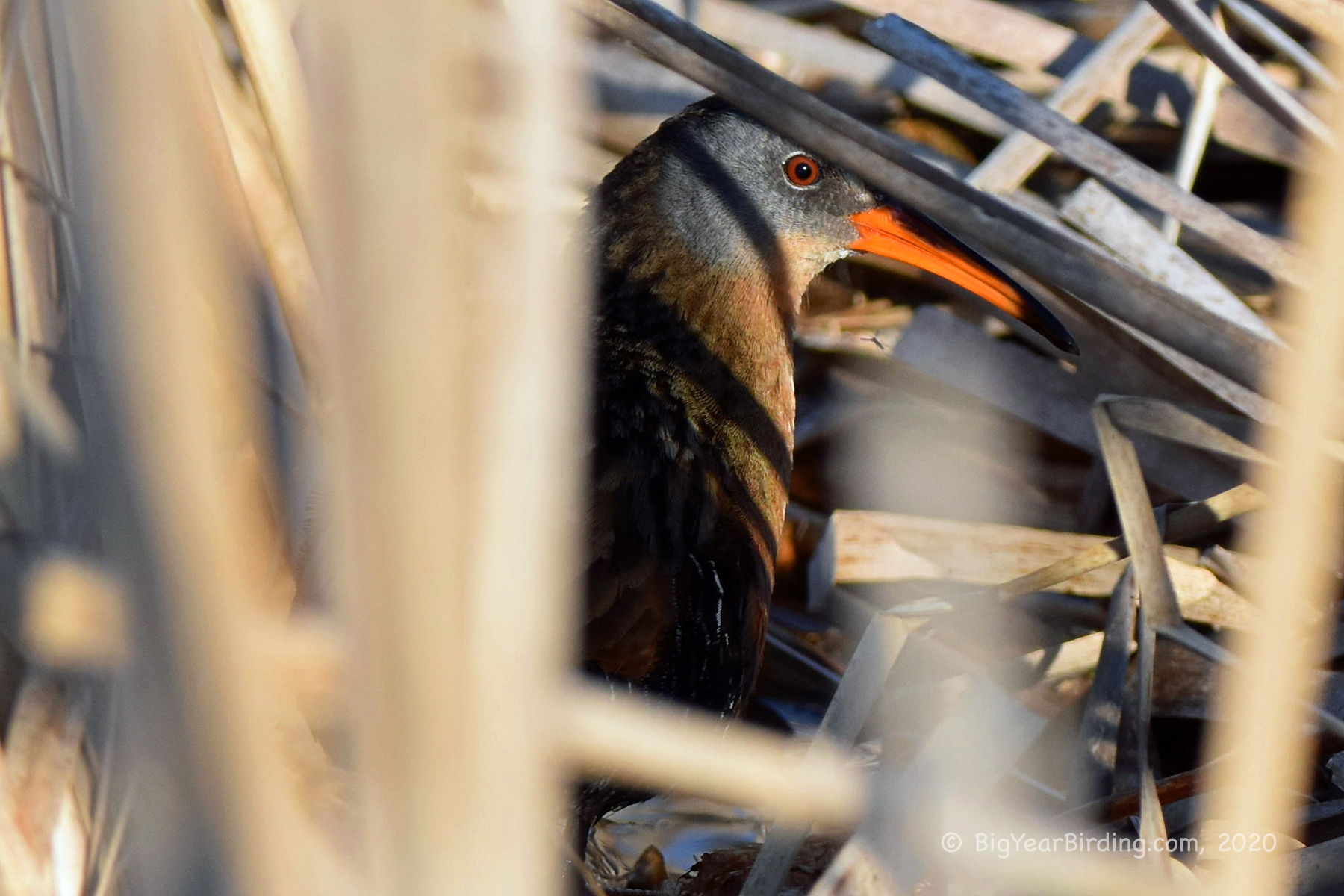 Virginia Rail - Big Year Birding