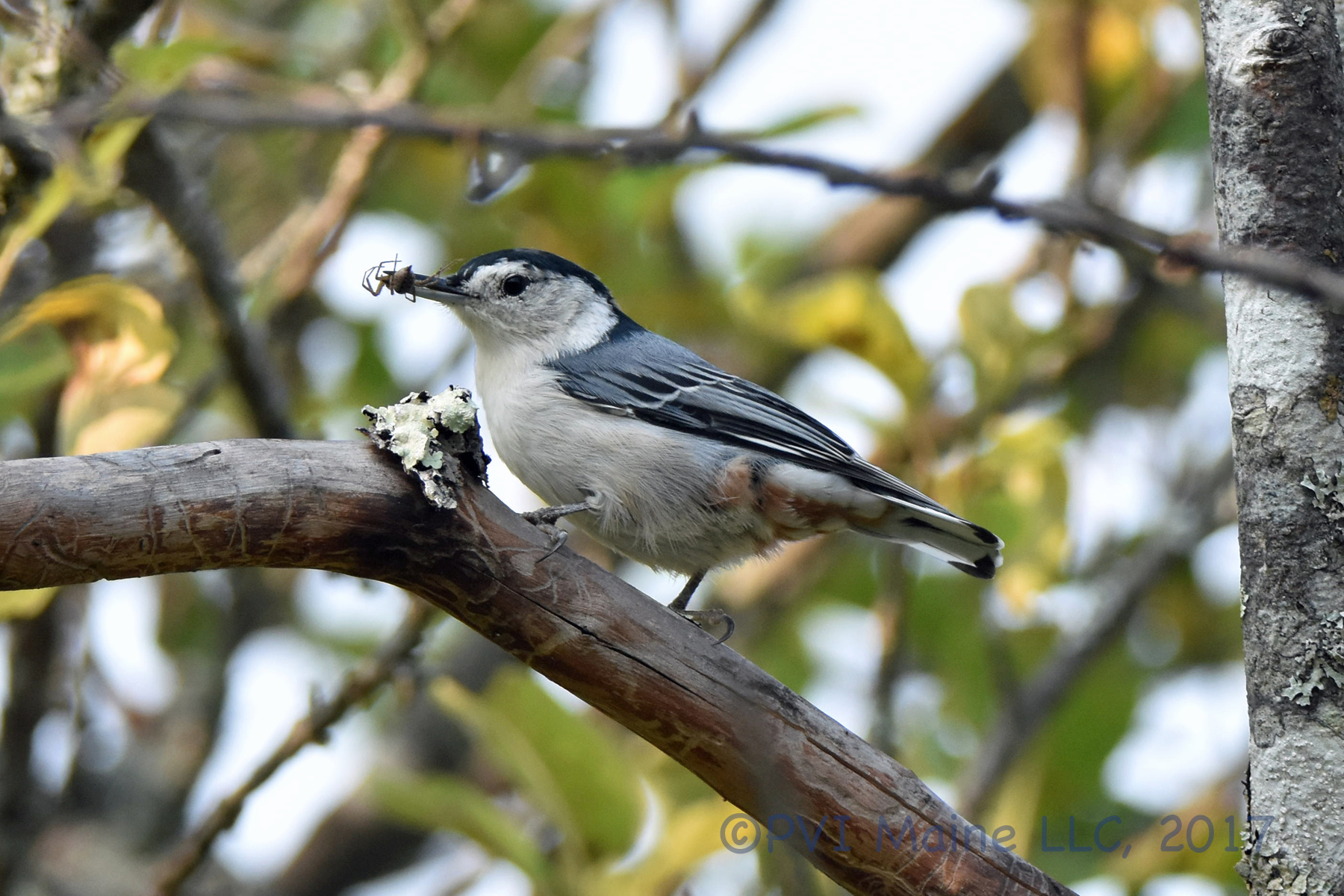 White-breasted Nuthatch - Big Year Birding