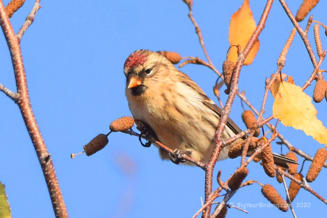 Common Redpoll - Big Year Birding