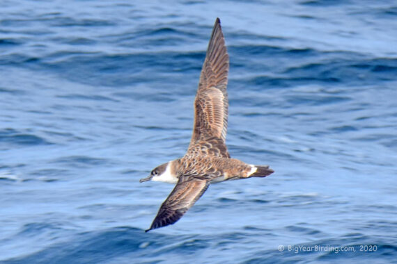 Great Shearwater - Big Year Birding