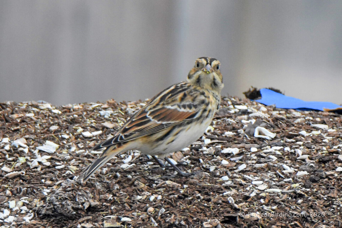 Lapland Longspur - Big Year Birding