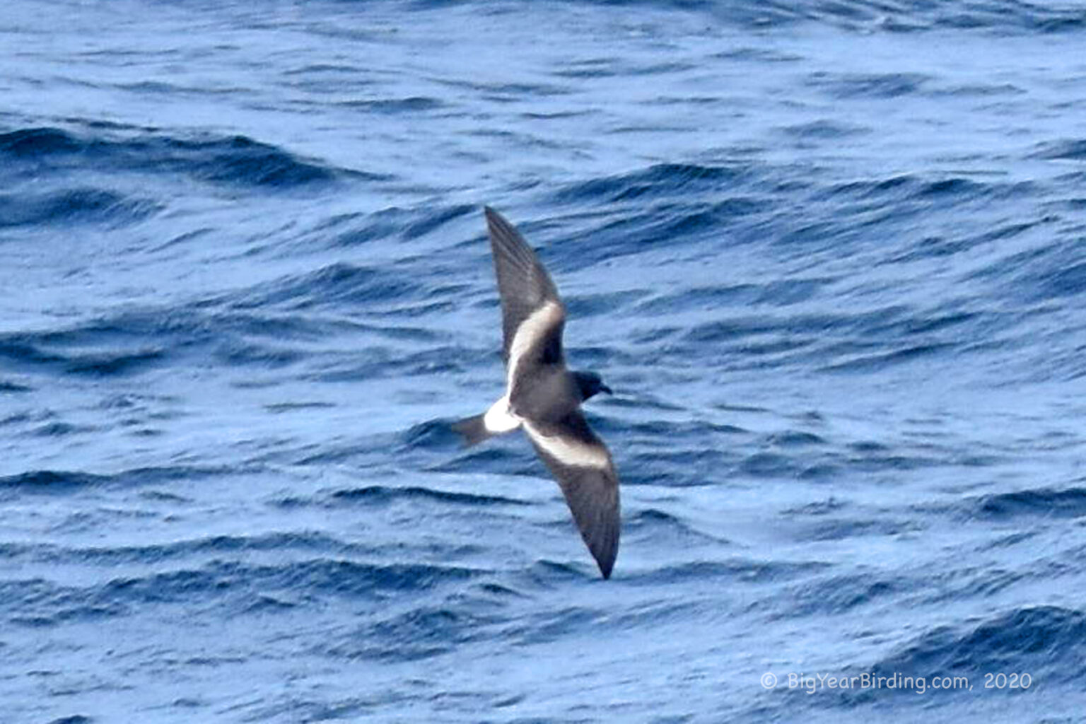 Great Shearwater - Big Year Birding