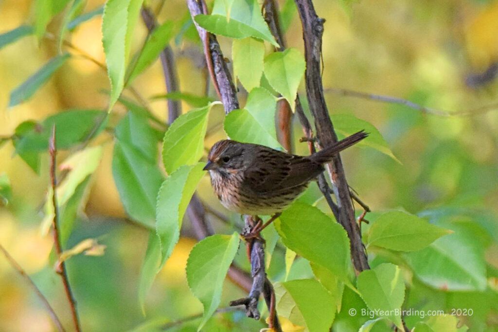Sparrow Migration Season Has Begun - Big Year Birding