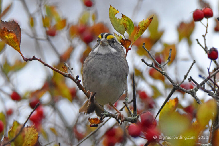 Sparrow Migration Season Has Begun - Big Year Birding