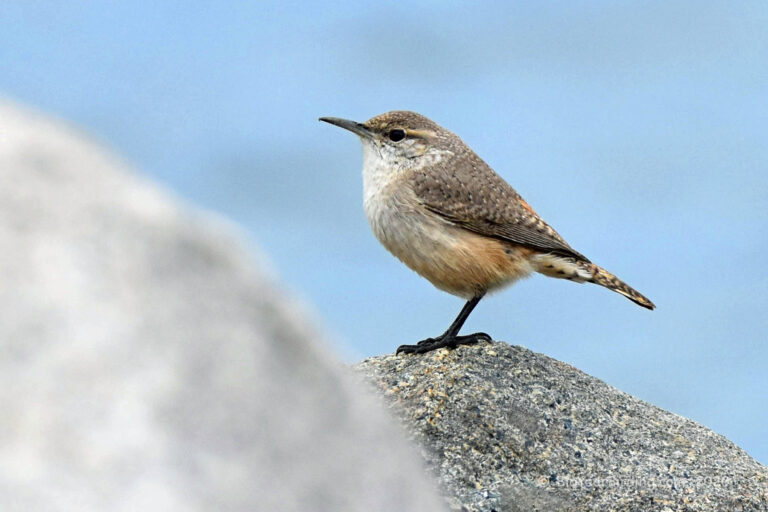 Rock Wren - Big Year Birding