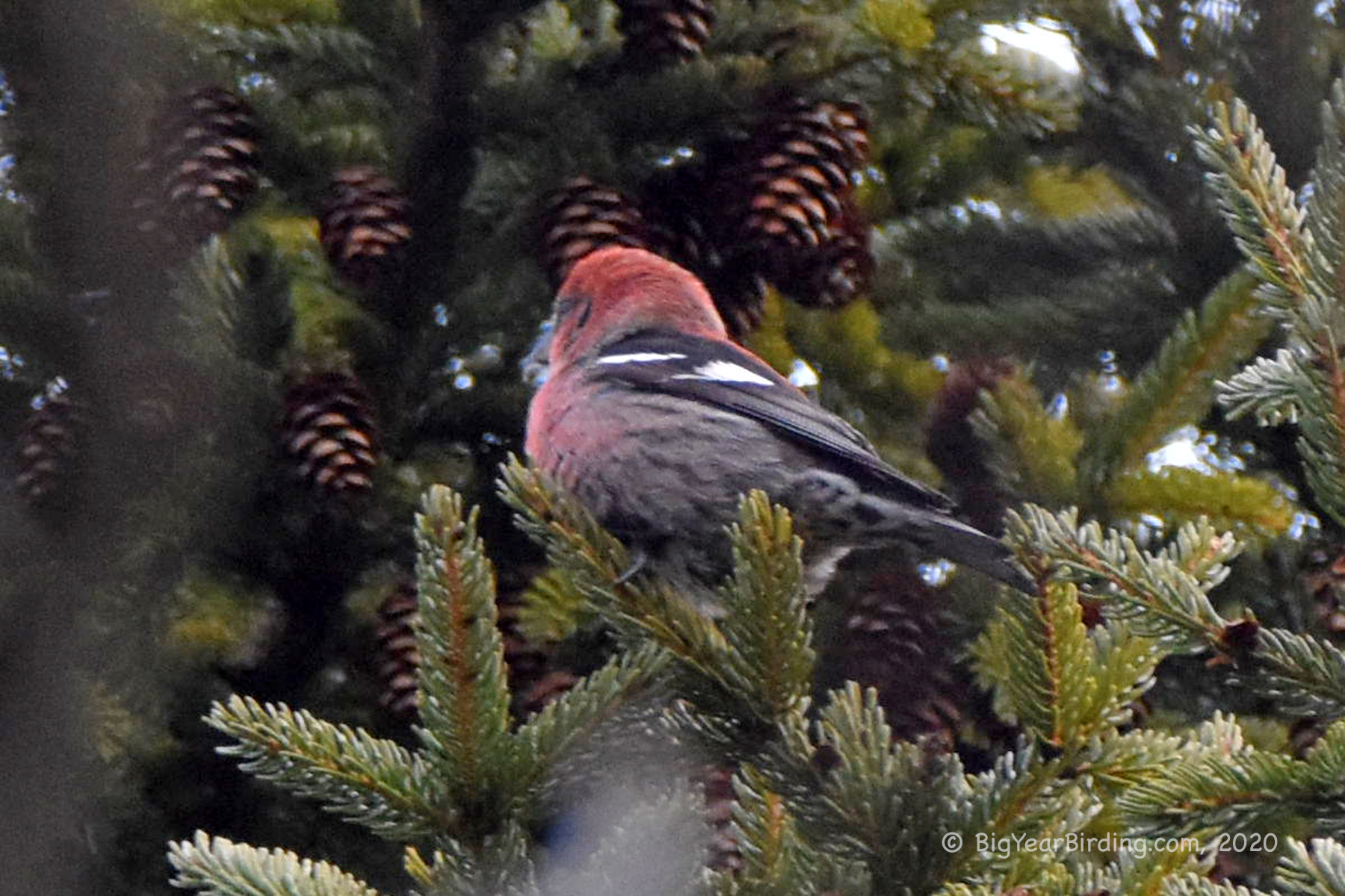 White-winged Crossbill - Big Year Birding