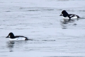 Barrow's Goldeneye - Big Year Birding