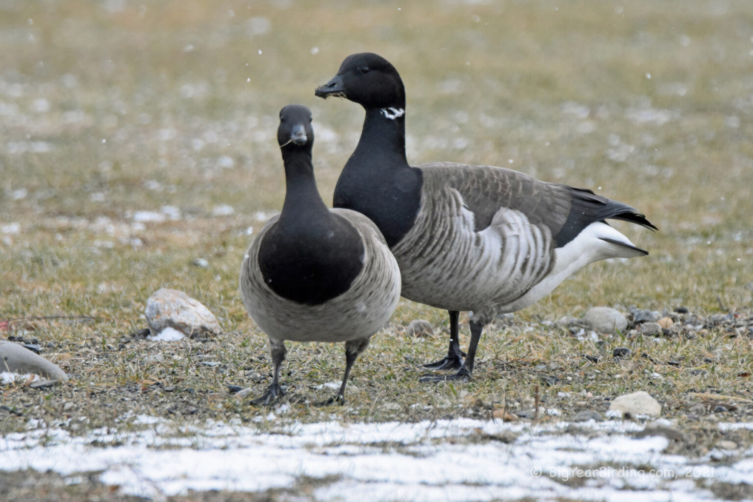 Brant - Big Year Birding