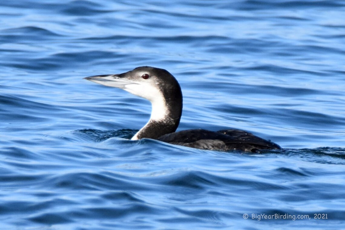 Common Loon - Big Year Birding