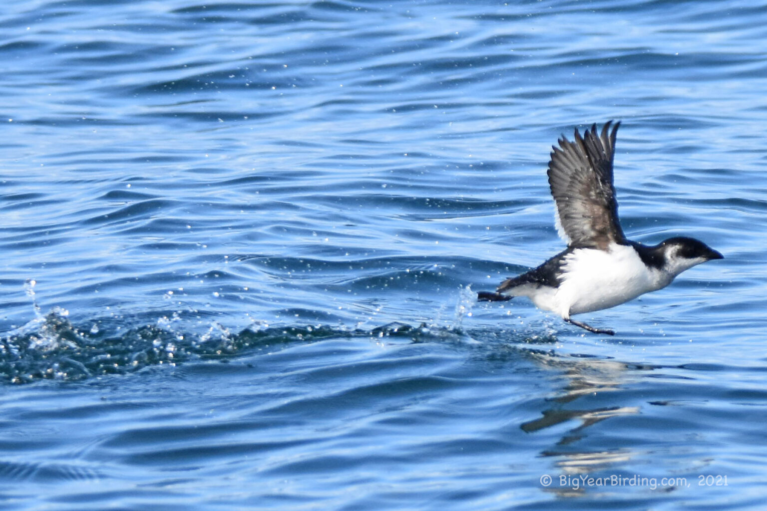Dovekie - Big Year Birding