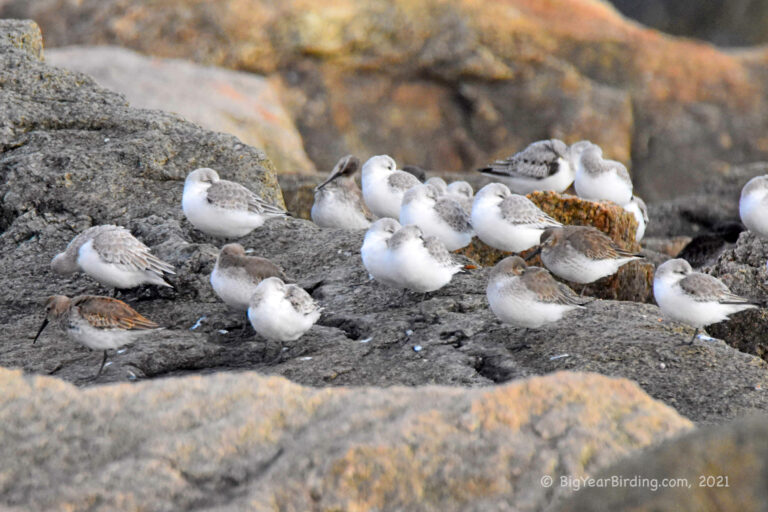 Dunlins - Big Year Birding