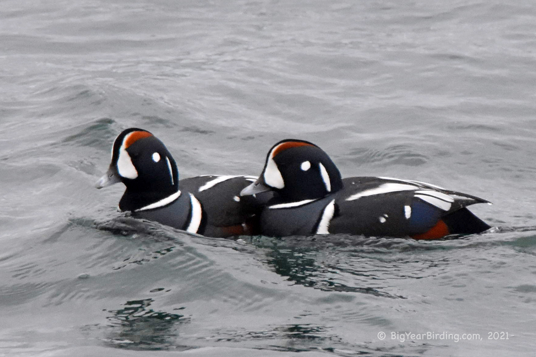 Harlequin Duck - Big Year Birding
