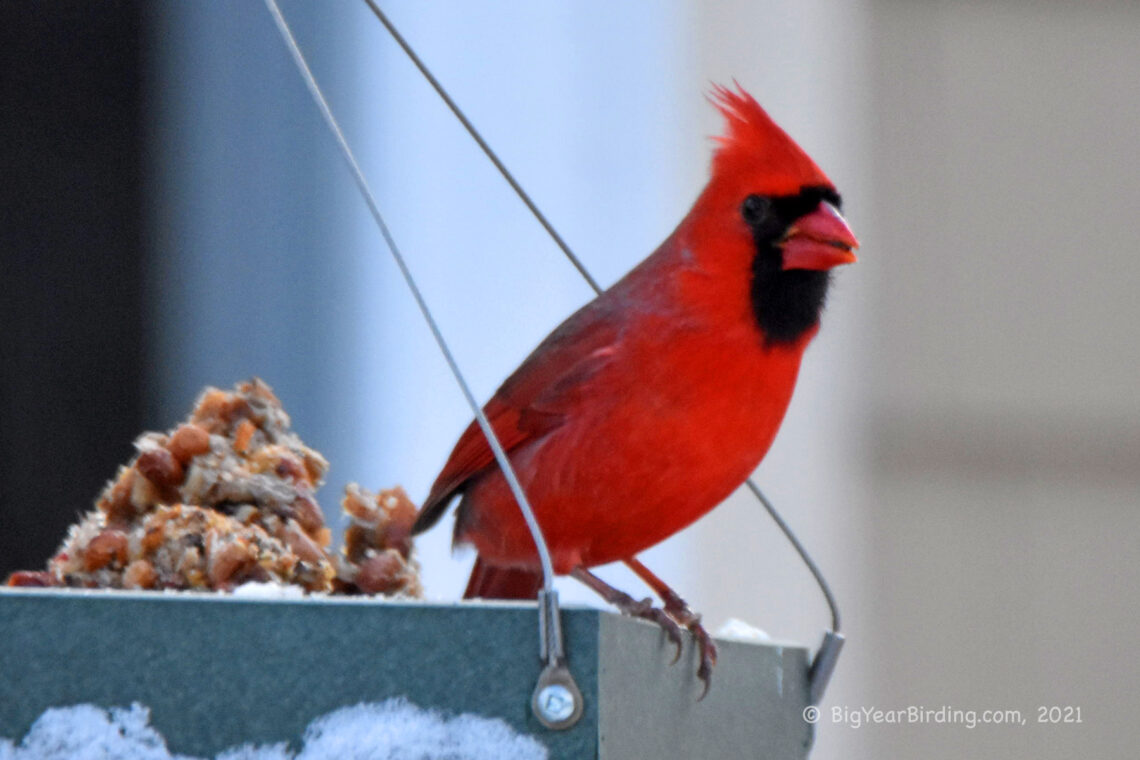 Northern Cardinal - Big Year Birding