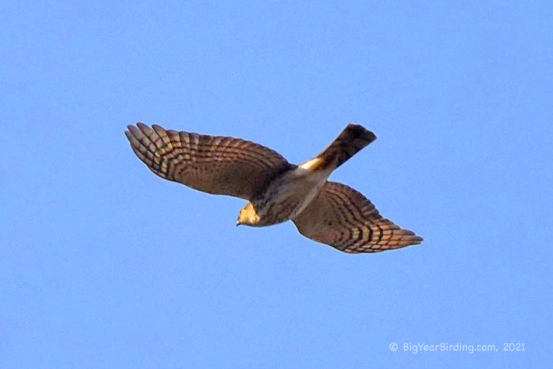 Sharp-shinned Hawk - Big Year Birding
