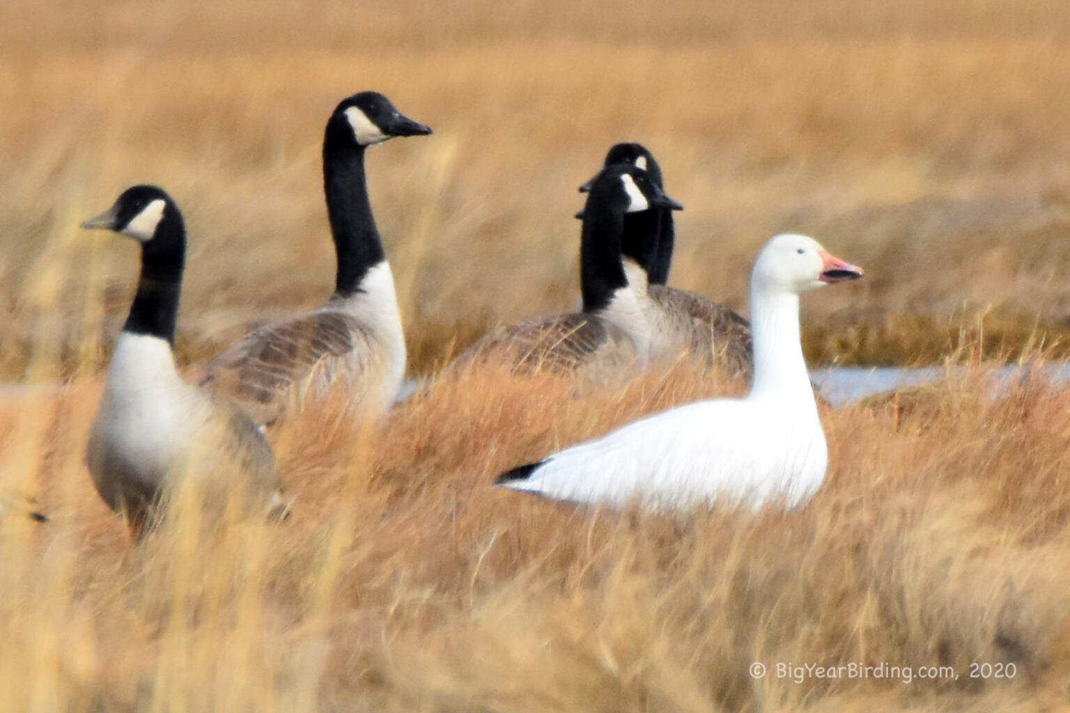 Snow Goose - Big Year Birding
