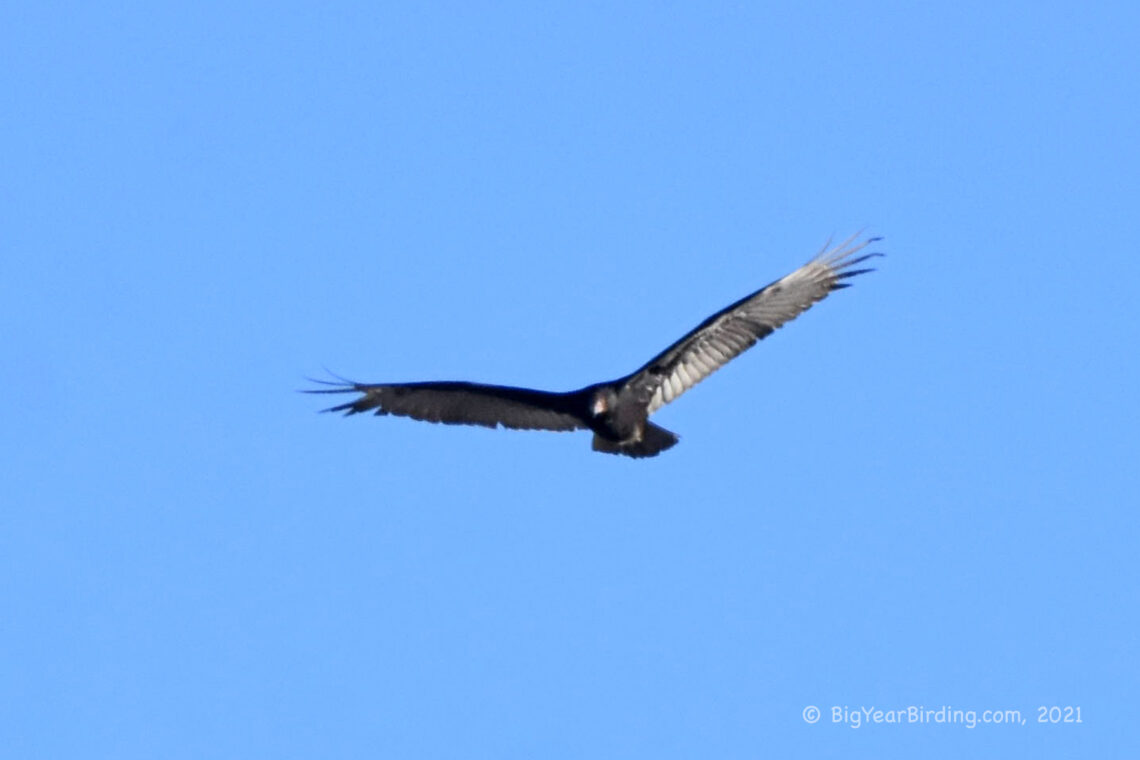 Rough-legged Hawk - Big Year Birding