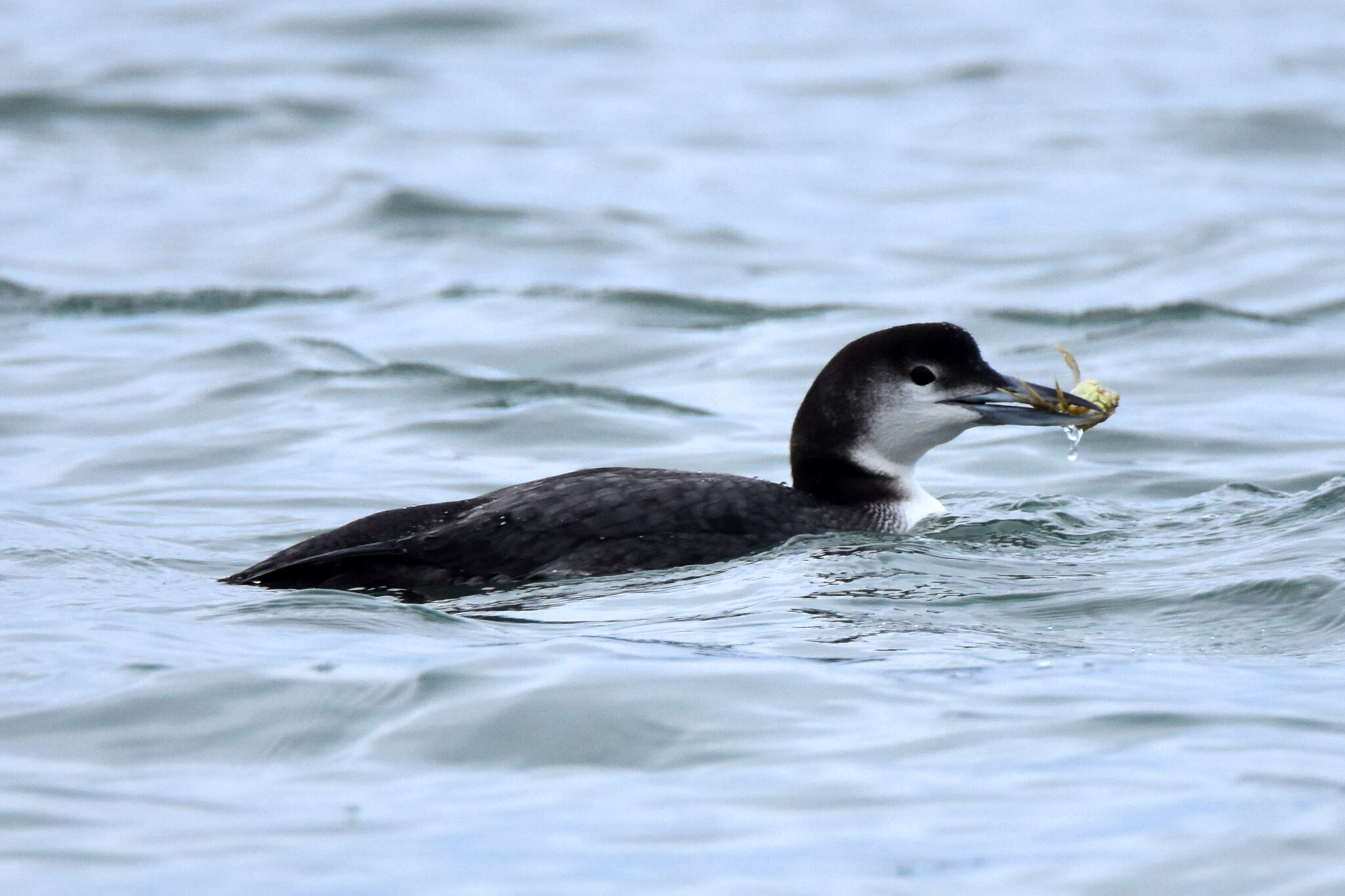 Common Loon - Big Year Birding